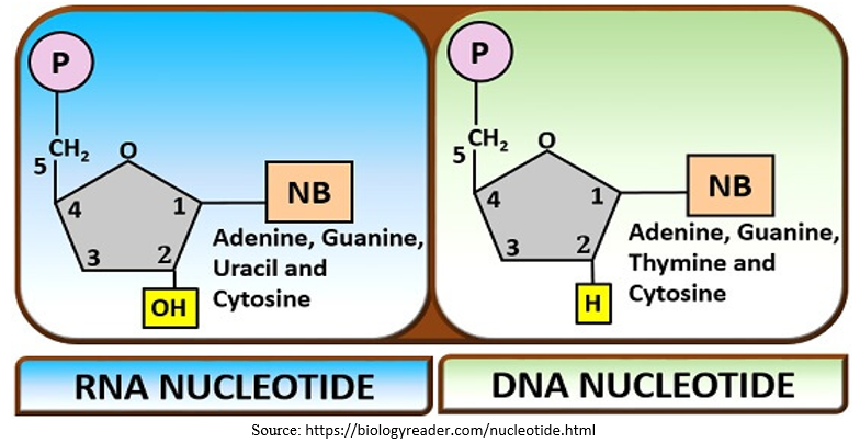 Nucleotide Testing - Eurofins Scientific
