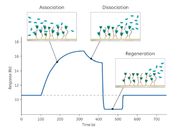 Surface Plasmon Resonance Service Eurofins Deutschland