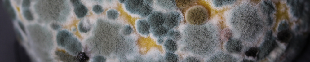 Mold & Environmental Microbiology - Eurofins USA