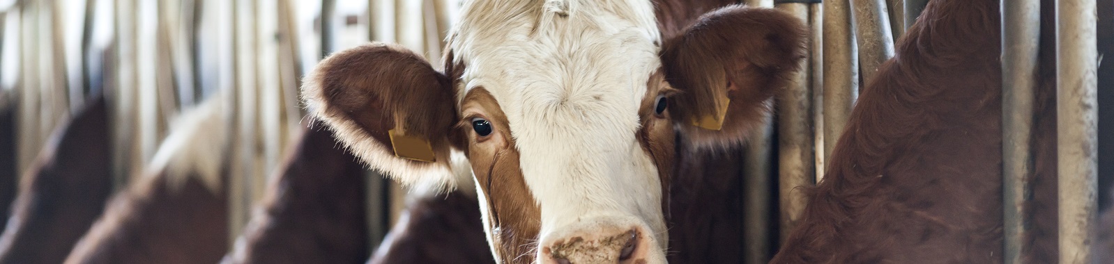 Animal Health & Medicated Feed Testing Services - Eurofins USA