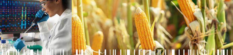 Analyse des Organismes Génétiquement Modifiés (OGM) - Eurofins France